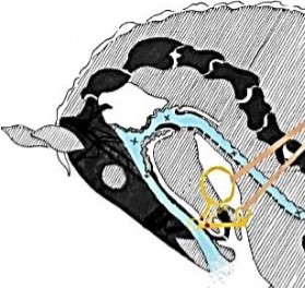 Equi-note #12 Hyperflexion-rollkur-how does it create disharmony?